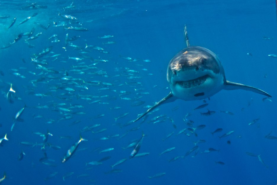 The mystery of the White Shark Café: why do great white sharks migrate ...