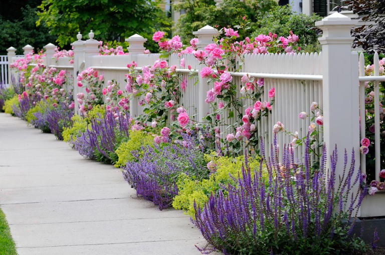 How to grow climbing roses that look straight out of a storybook