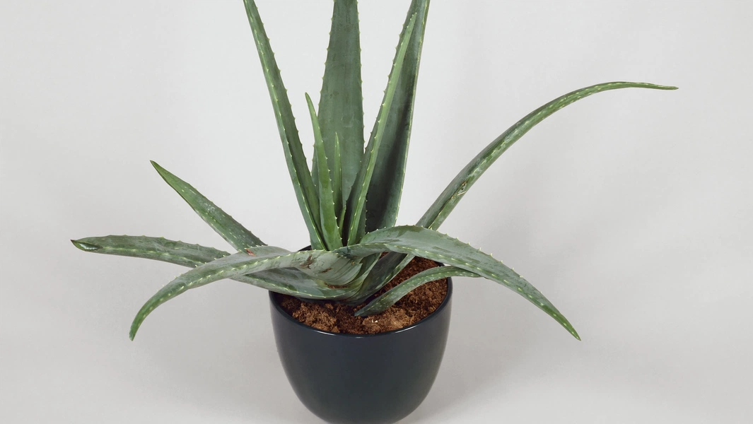 Aloe vera care made simple for plant lovers