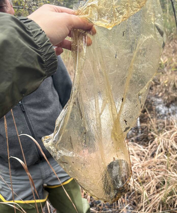 Scientist picks up an old balloon — and finds a tiny life struggling inside