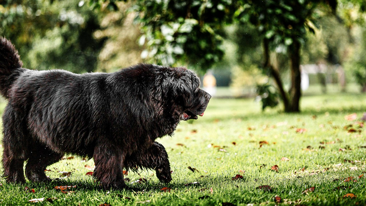 Why does your dog always sniff? The reason is more important than you ...