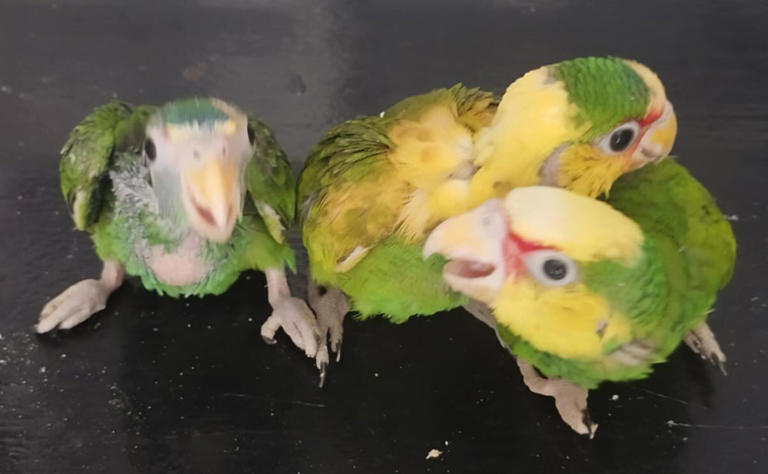 Profepa rescata a 68 ejemplares de pericos y loros en Michoacán y ...