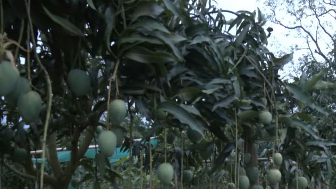Tripura's Gandatwisa emerges as major mango farming hub for farmers