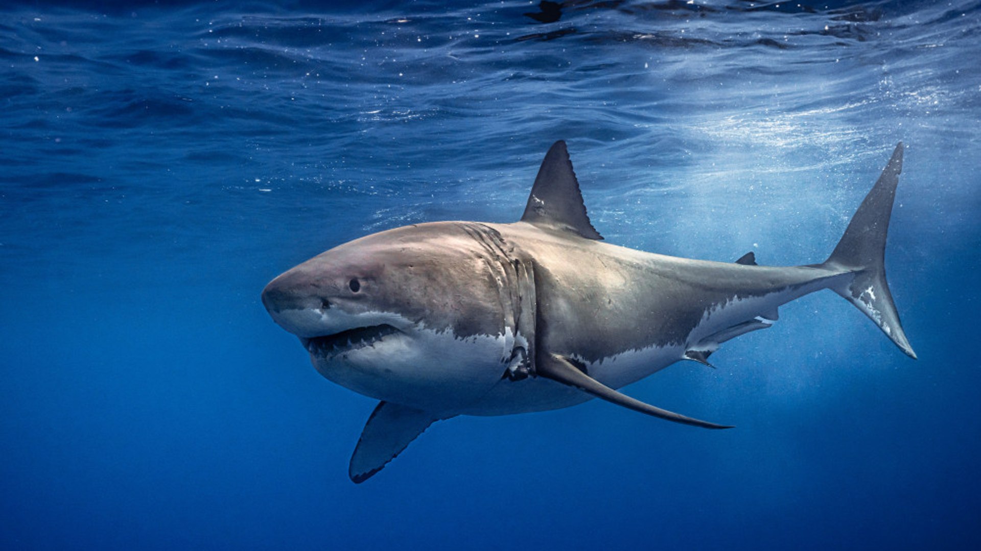 Hundreds of dead sharks and other fish have been discovered on beaches ...