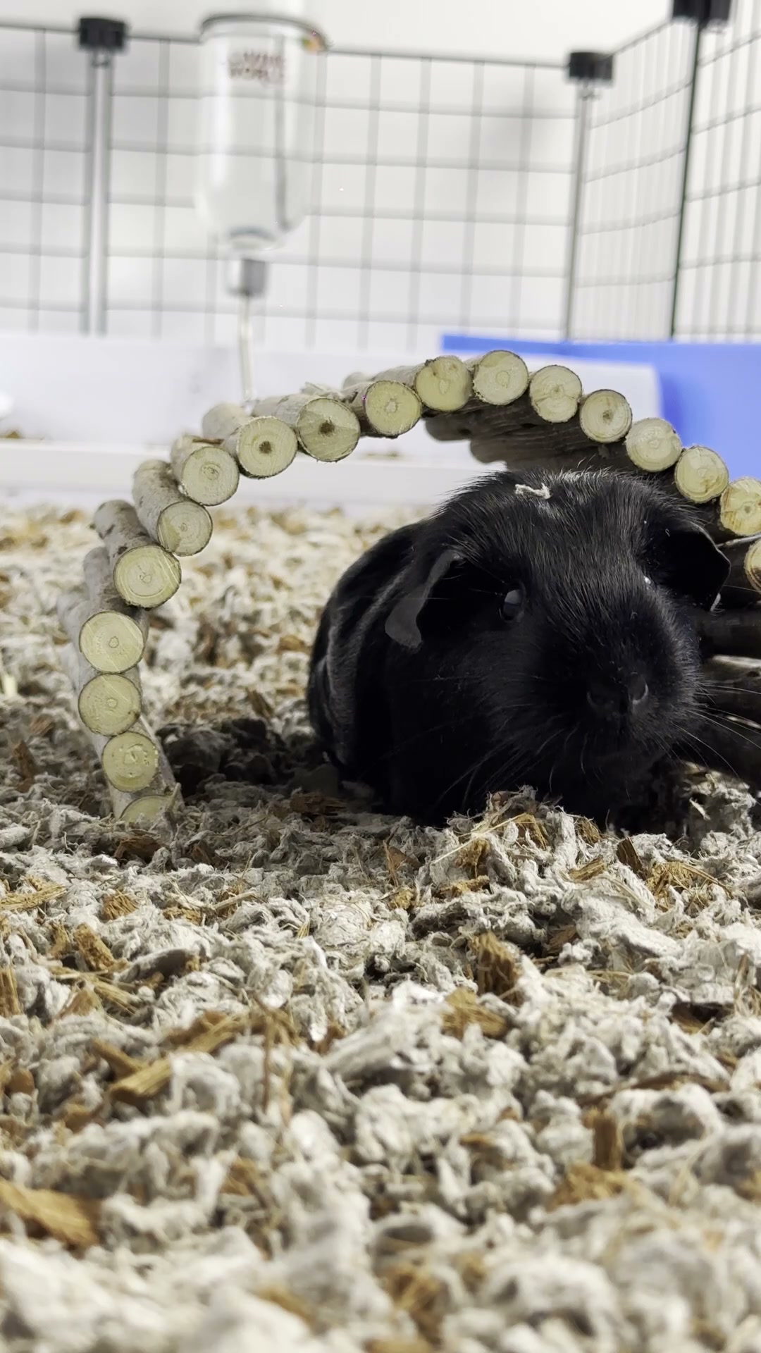 Pet guinea pigs are exploring their habitat!