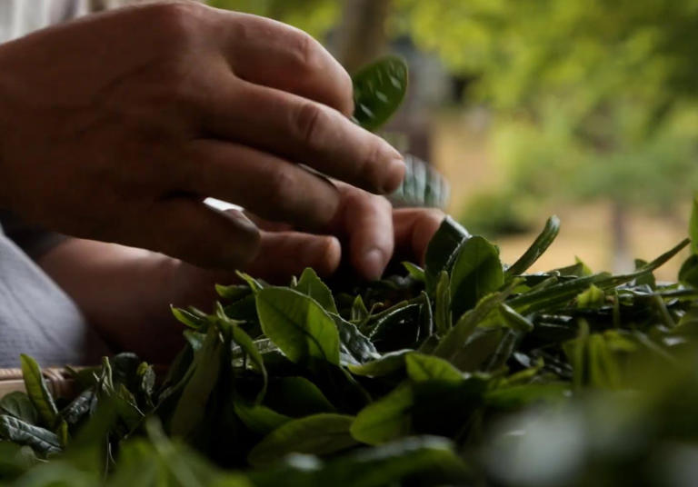 Fresh tea's warmth in daily moments