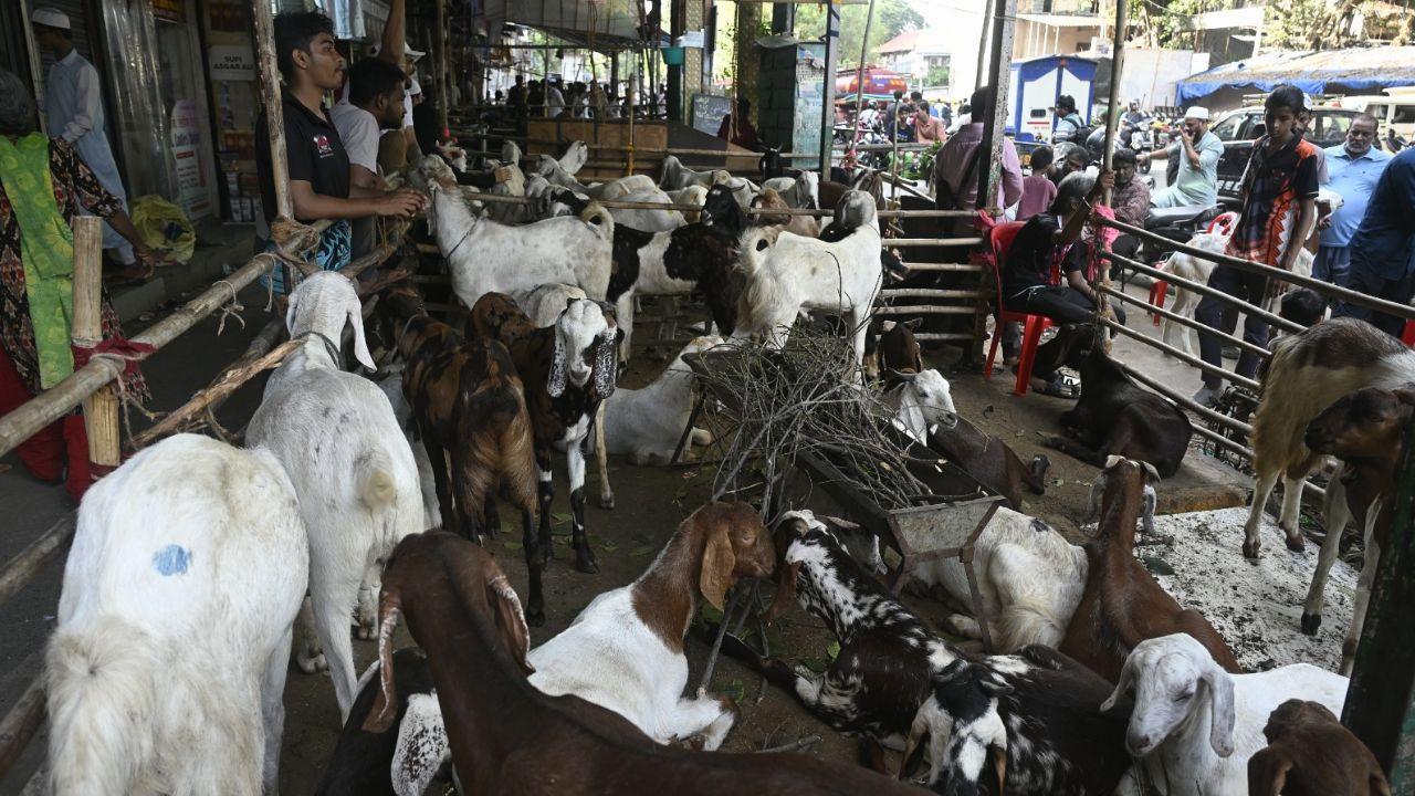 IN PHOTOS Mumbai goat markets bustle ahead of Eid alAdha celebrations ...