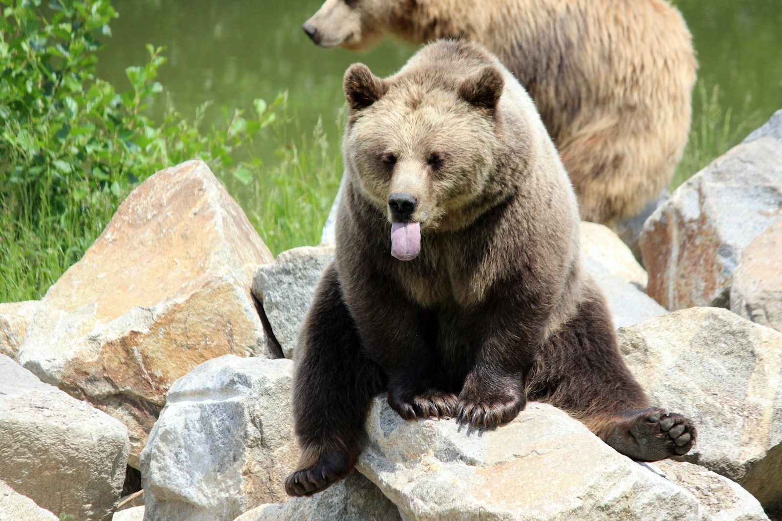 7 wild animals you never want to encounter unprepared