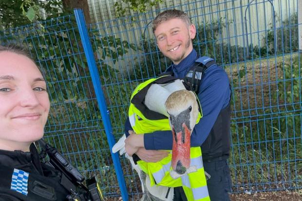 Hampshire police bring loose swan under control