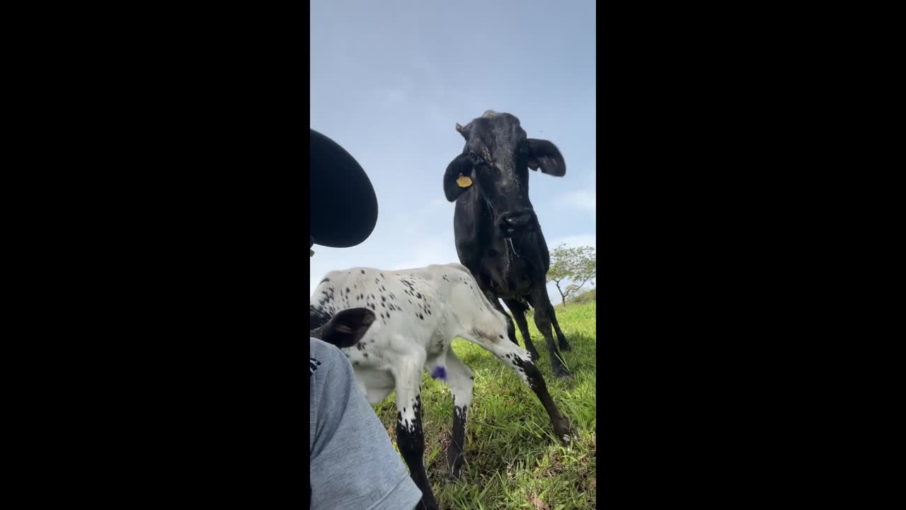 Cow unexpectedly pushes woman during close encounter in Bogotá, Colombia