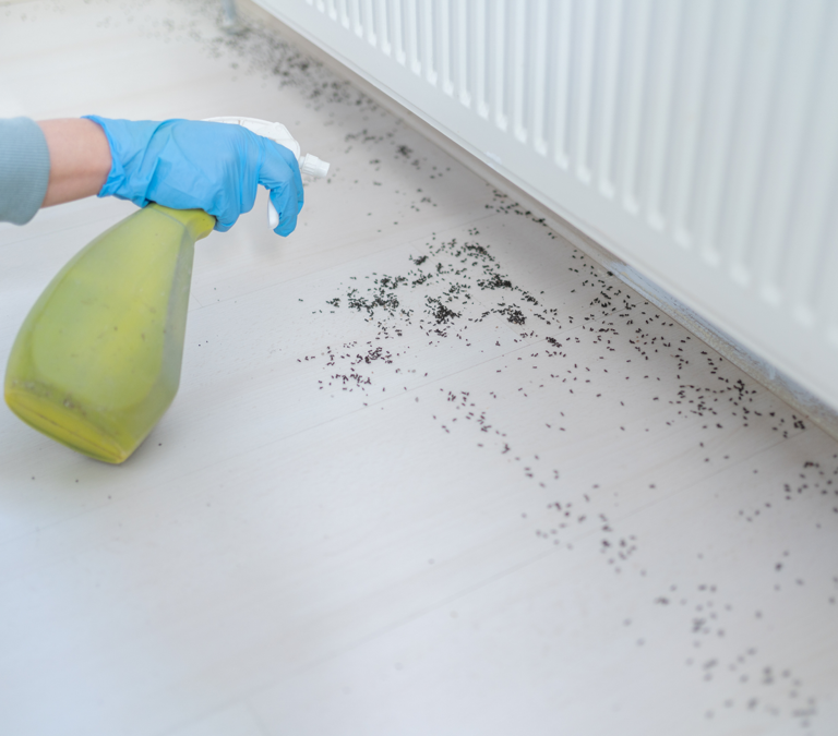 'There are ants in my loo!' Why ant infestations are surging this ...
