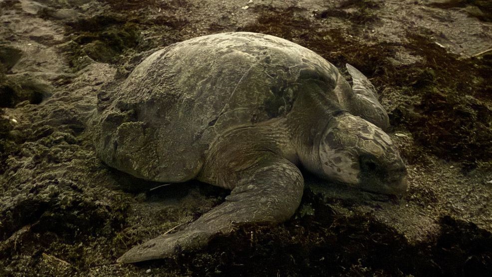 Rare olive ridley sea turtle nest documented in Florida for the first time