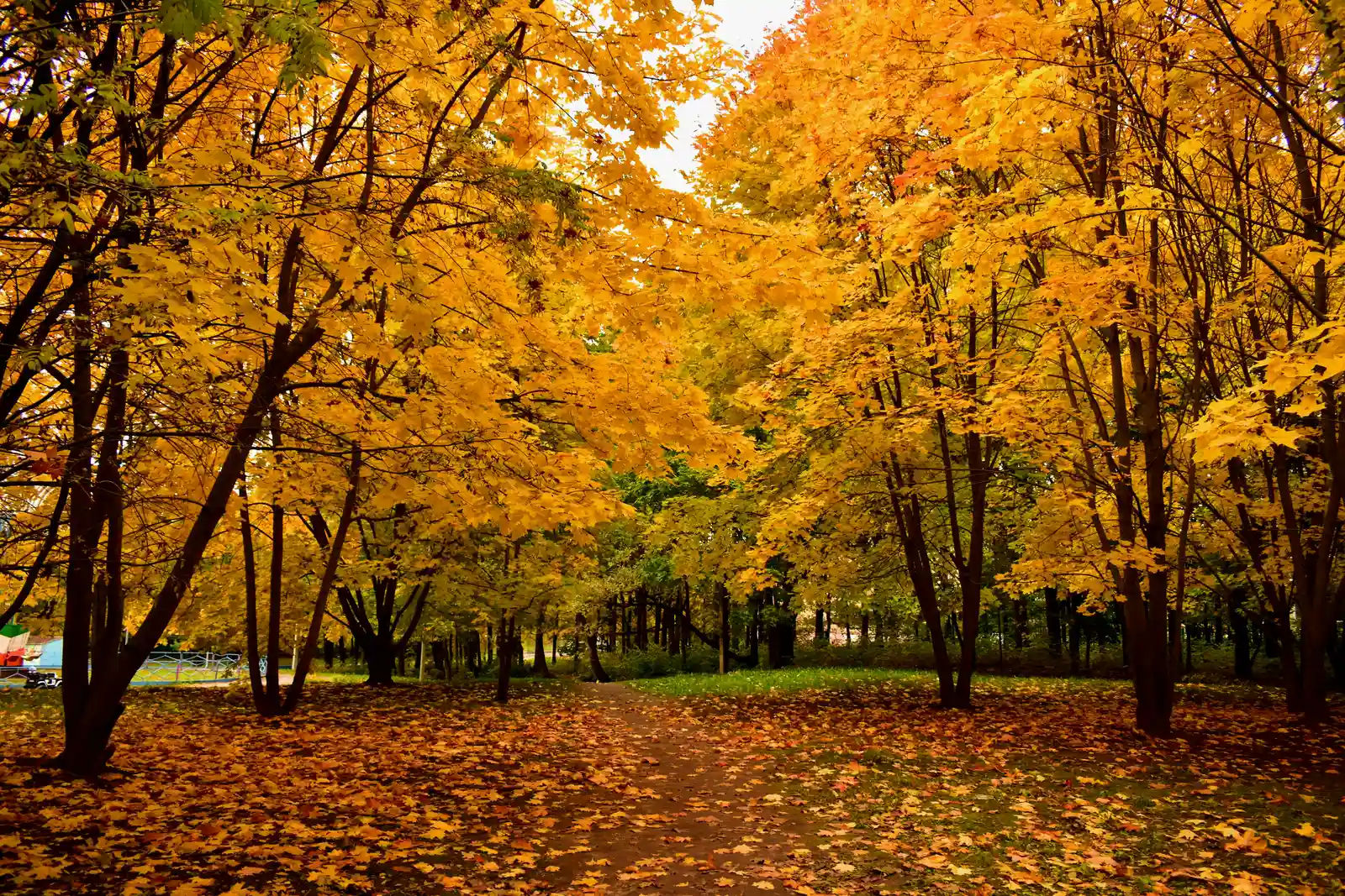 Landscape trees that deliver yellow fall color