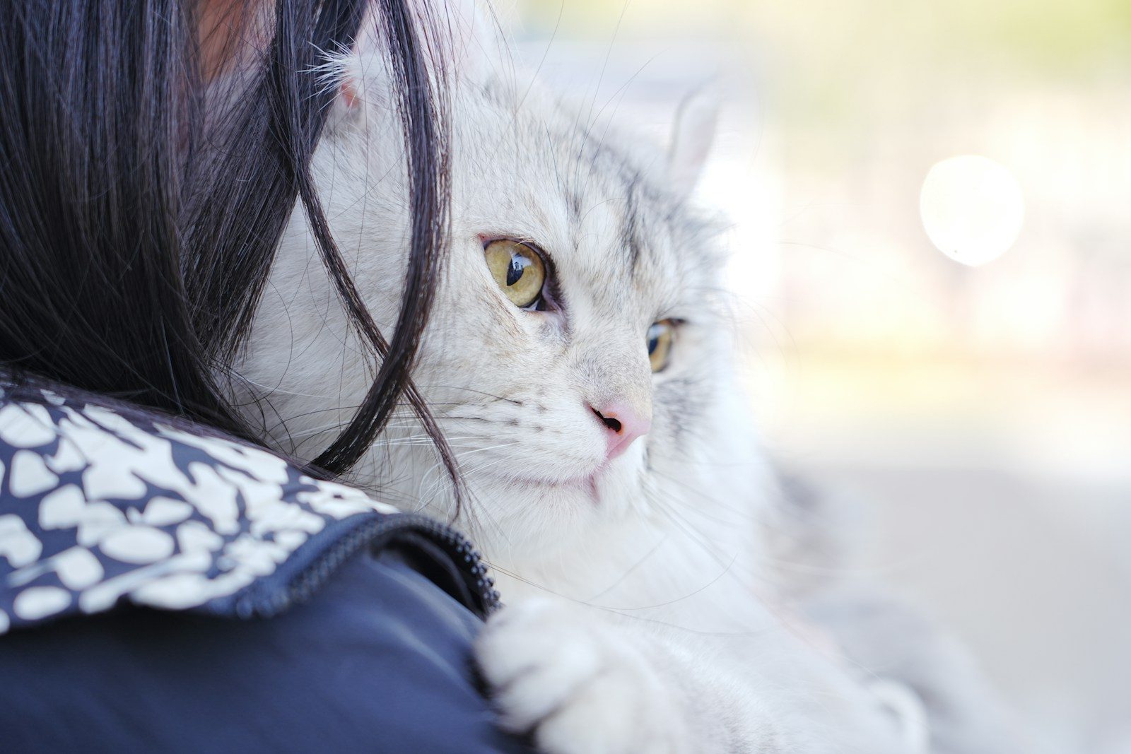Are boy cats actually more affectionate than girls?