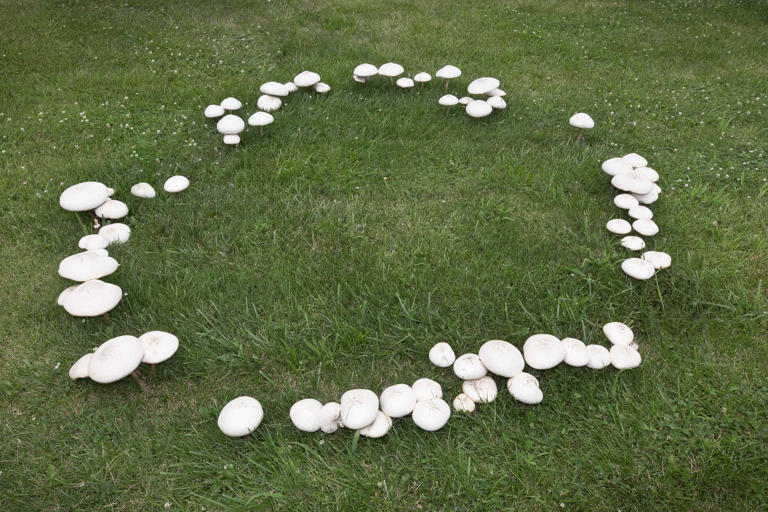 What fairy rings in your lawn really mean—and how to get rid of them
