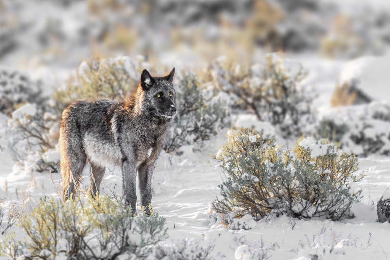 'Particularly lethal' virus takes toll on Yellowstone National Park ...