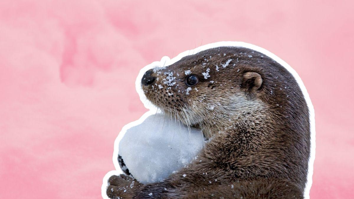 ¿Cuánto cuesta tener una nutria en México? Los miles de pesos que ...