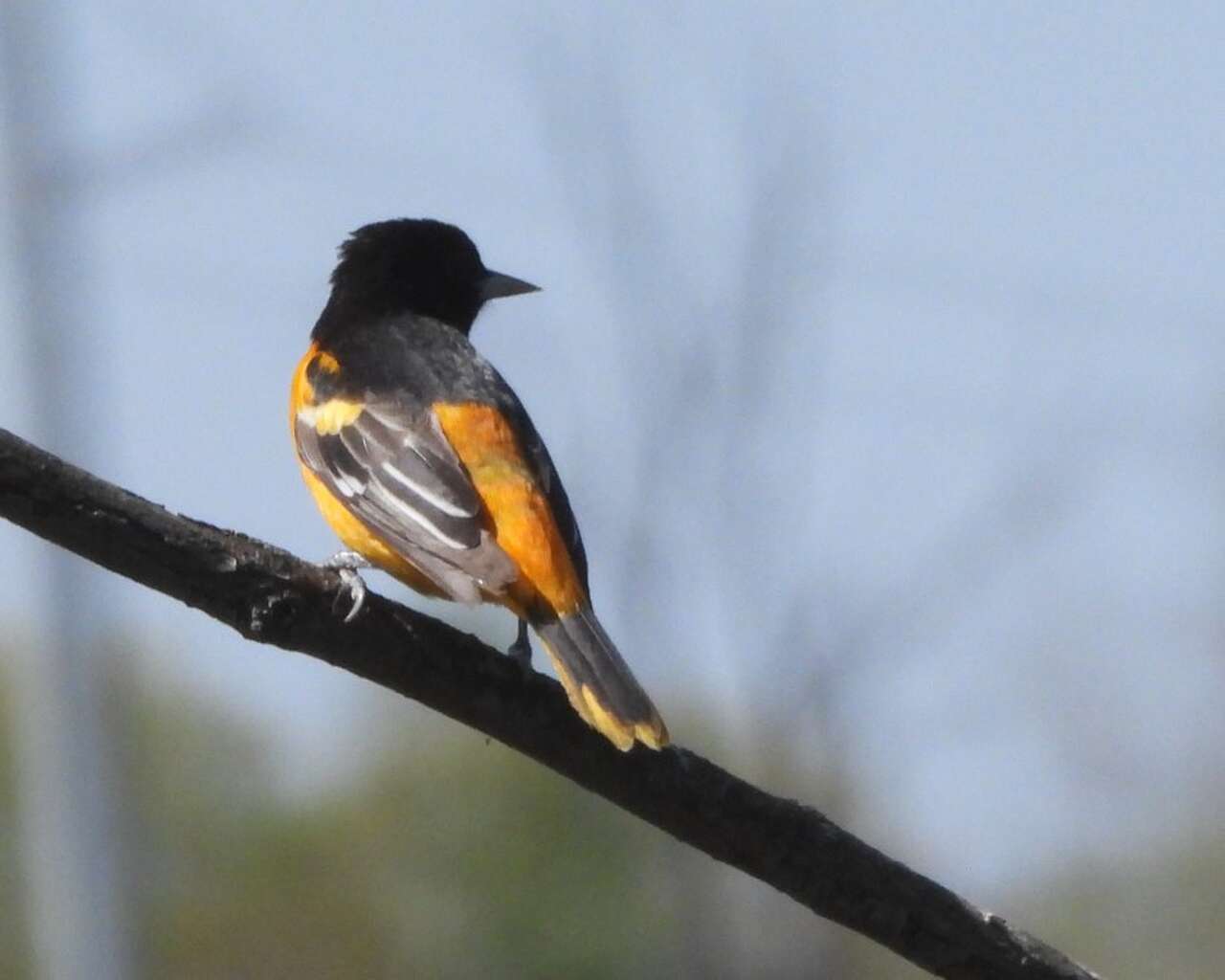 Weekend wildlife: Baltimore orioles build intricate nests with horse ...