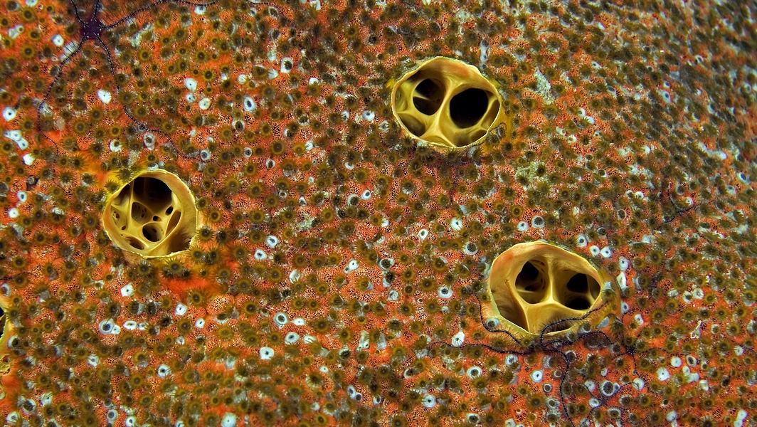 Deep-sea sponges use dual survival strategies in darkness