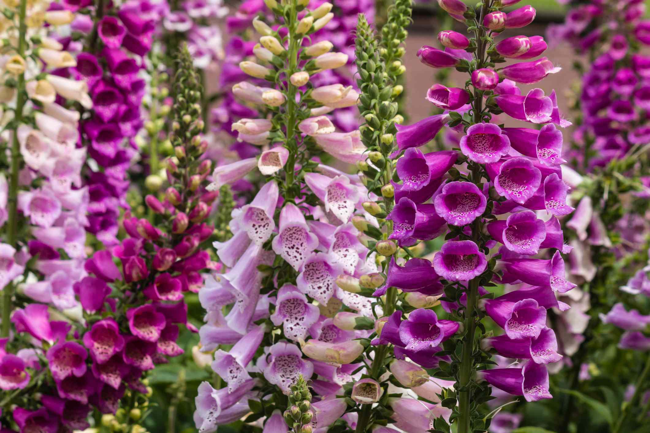 Garden experts say these 7 shade-loving perennials will bring bright ...