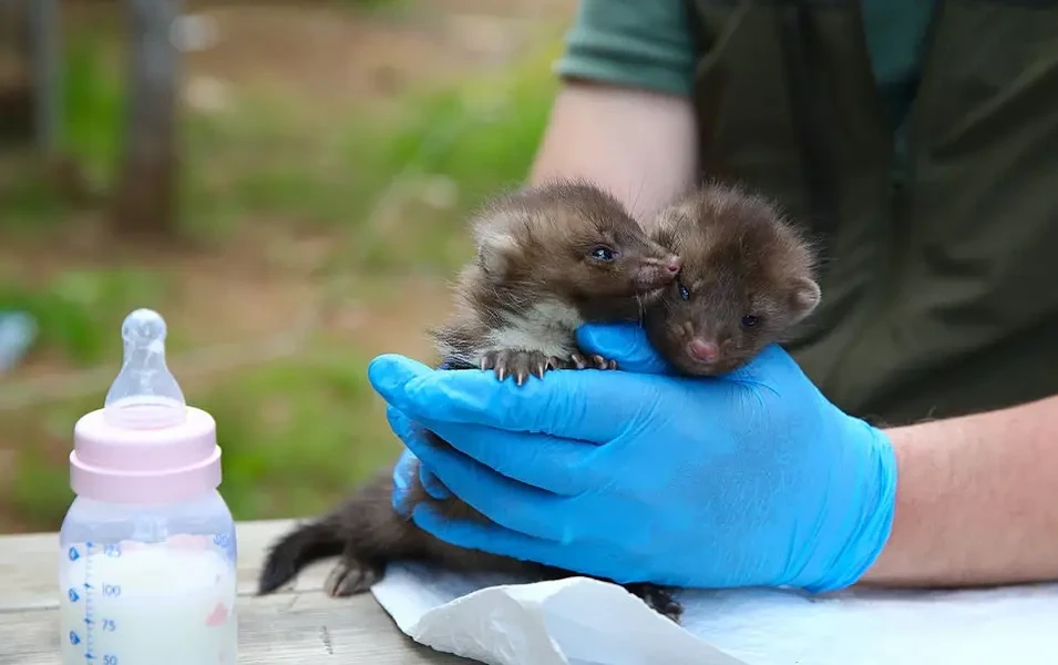 What to do when you find baby wildlife