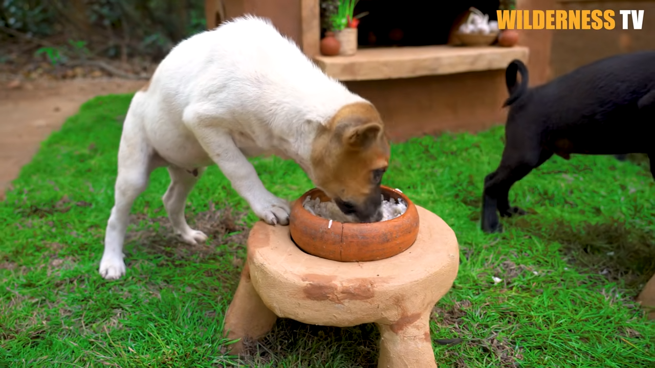 I built a clay restaurant for rescue puppies – they eat here every day