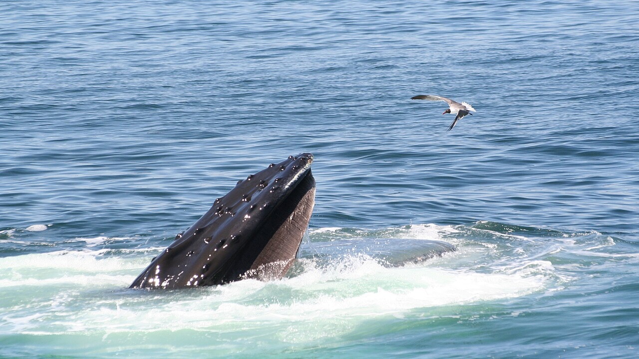 At the tip of Cape Cod, the road runs out and the whales show up