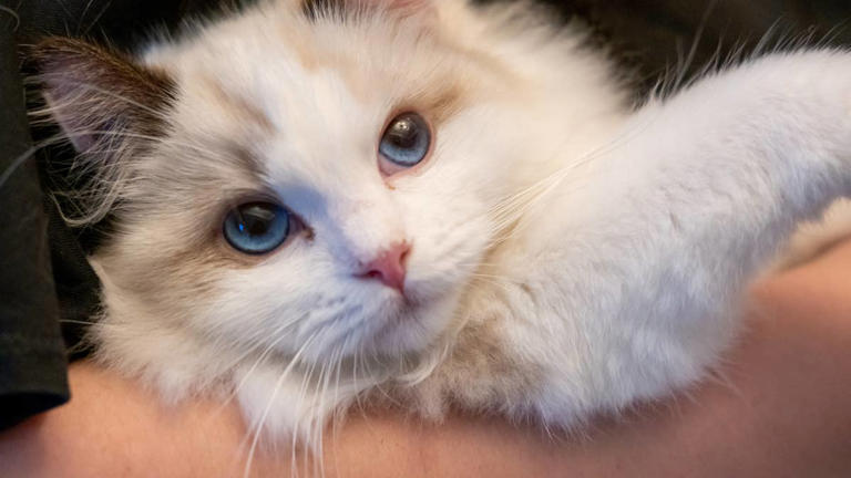 Ragdoll cat plays with the baby like the best big brother