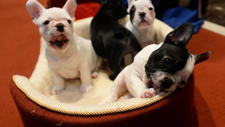 Pregnant Frenchies enjoy a peaceful sunset 'maternity leave'