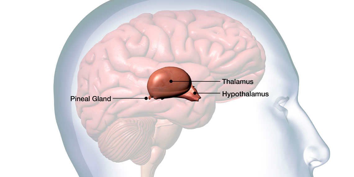 Scientists say the hidden "third eye" inside your skull is the bizarre ...