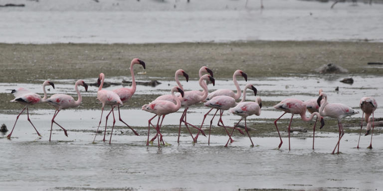 8 of the best places in the world for bird-watching
