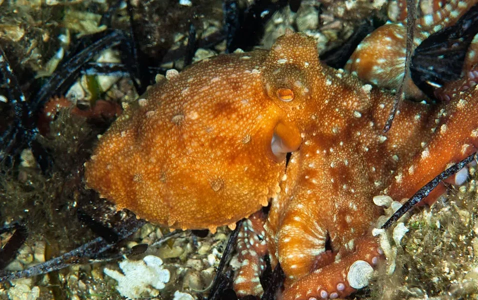 New deep-sea octopus and immortal sea cucumber tissue stun scientists