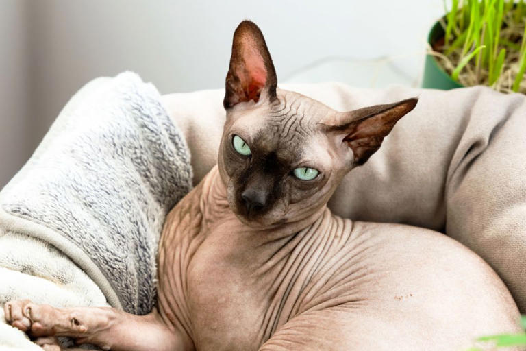 Expert reveals 5 cat breeds that struggle being left alone