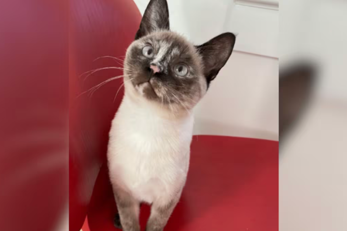 Cat owner awarded $800K after pet died from bird flu-tainted food