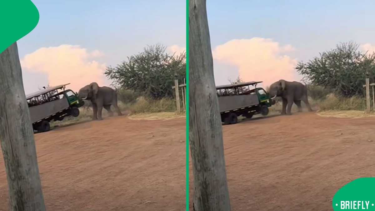 Elephant charges safari vehicle during dramatic wildlife encounter