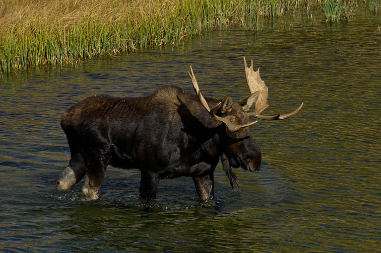 Moose encounters: Tips for staying safe on Utah trails