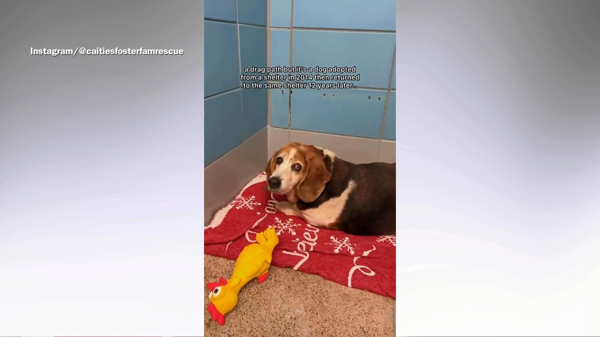 Dog surrendered to same shelter 12 years later