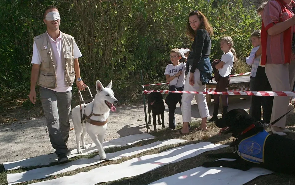 Helping your blind dog thrive every day
