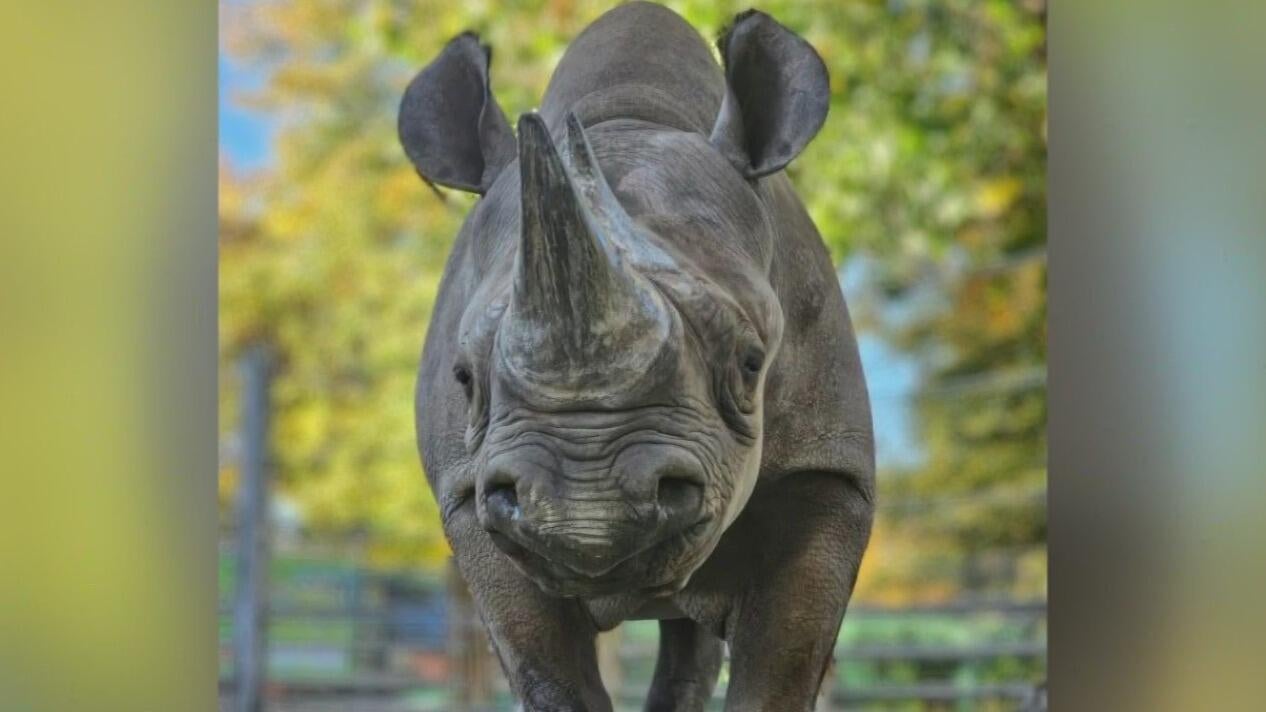 Denver Zoo says goodbye to beloved black rhino, Rudy