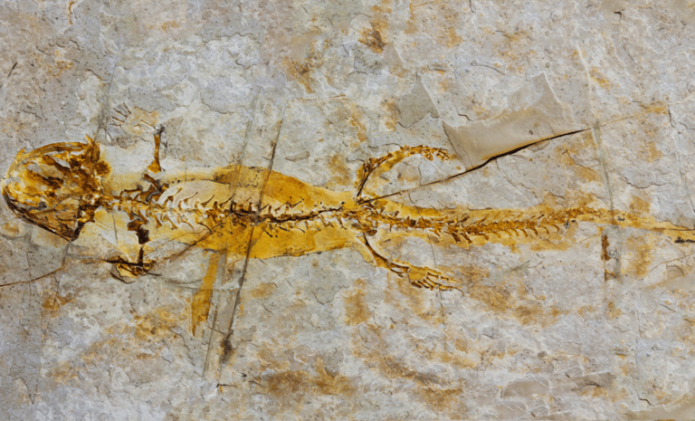 Scientists uncover ancient salamander with unusual neotenic traits in ...