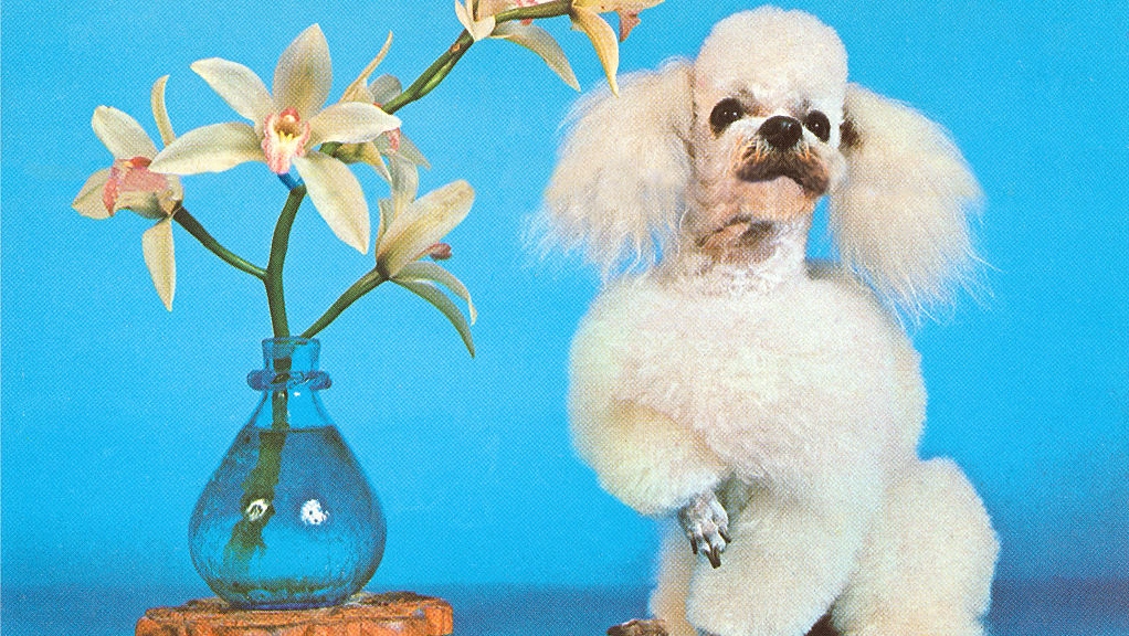 Small dog breeds that steal hearts daily