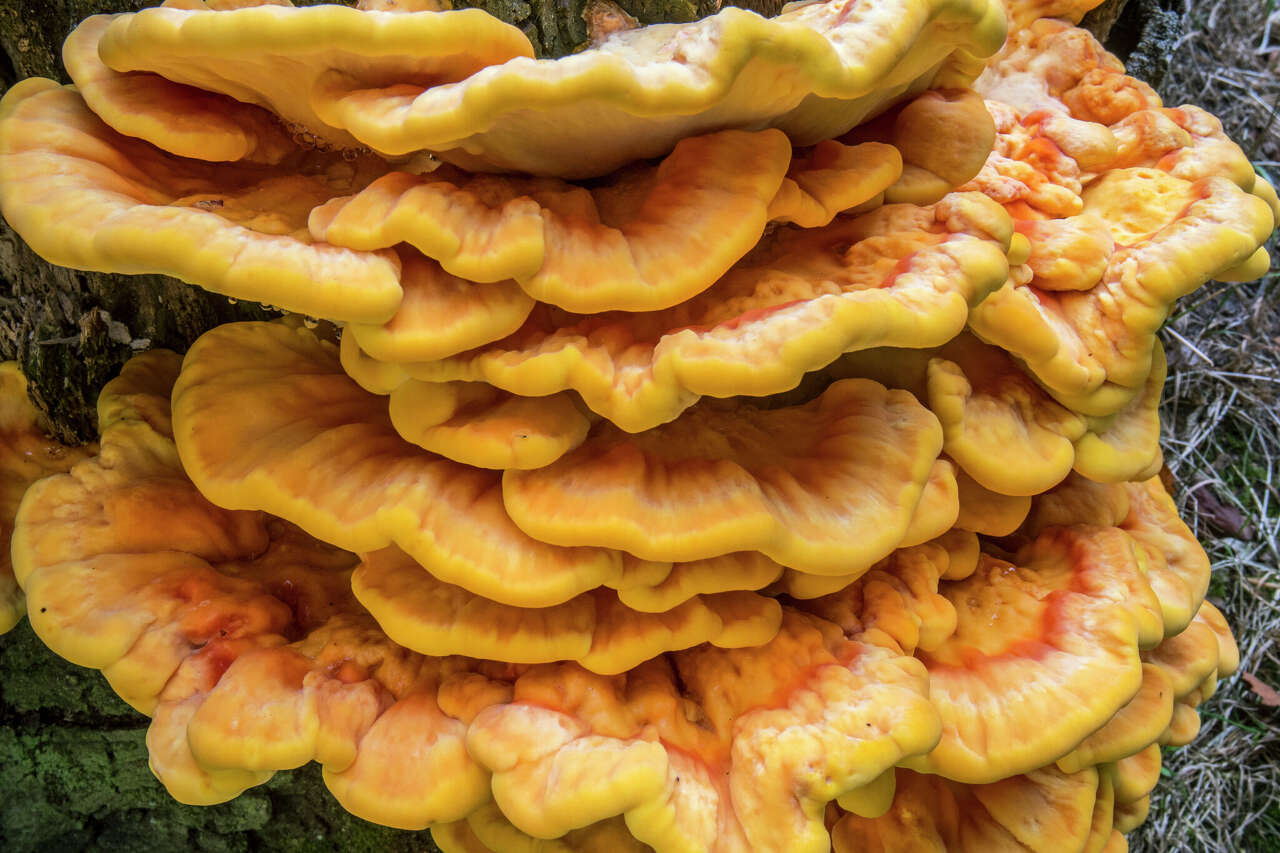 Wild mushroom class among June outdoor events