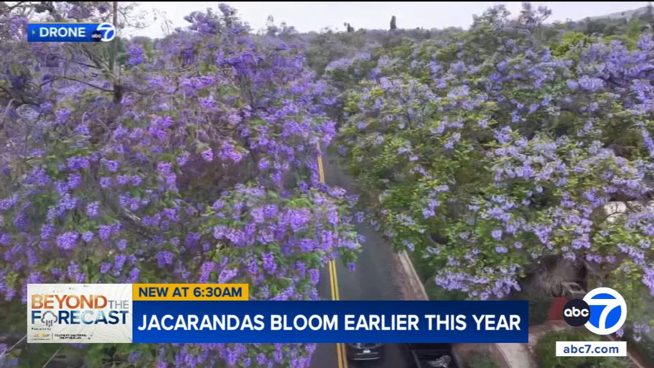 Jacaranda trees are blooming early across Southern California. Here's why