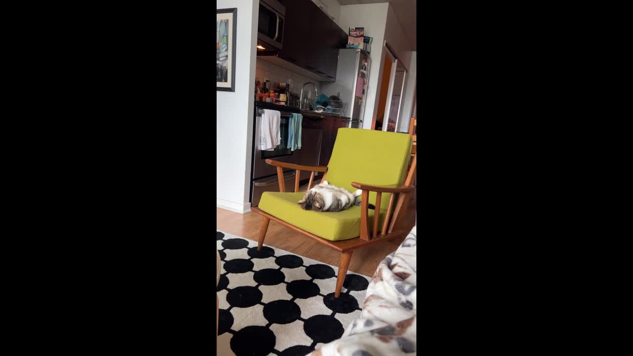 Cat relaxes on armchair in Toronto, Canada
