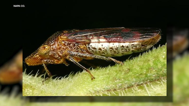 Costco recalling grapevines from Fresno County farm after invasive pest ...