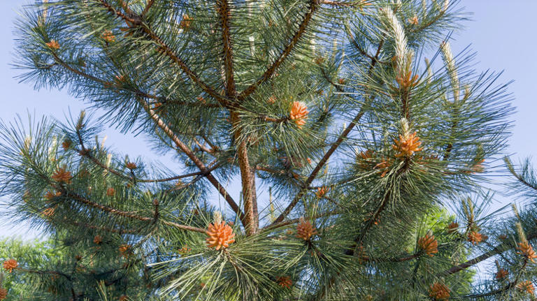 The low-maintenance tree that benefits the birds & wildlife in your yard