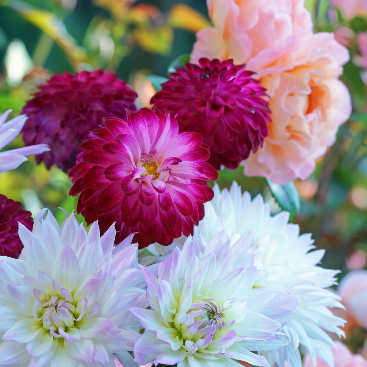 This flower is quietly replacing roses – it blooms for months and looks ...
