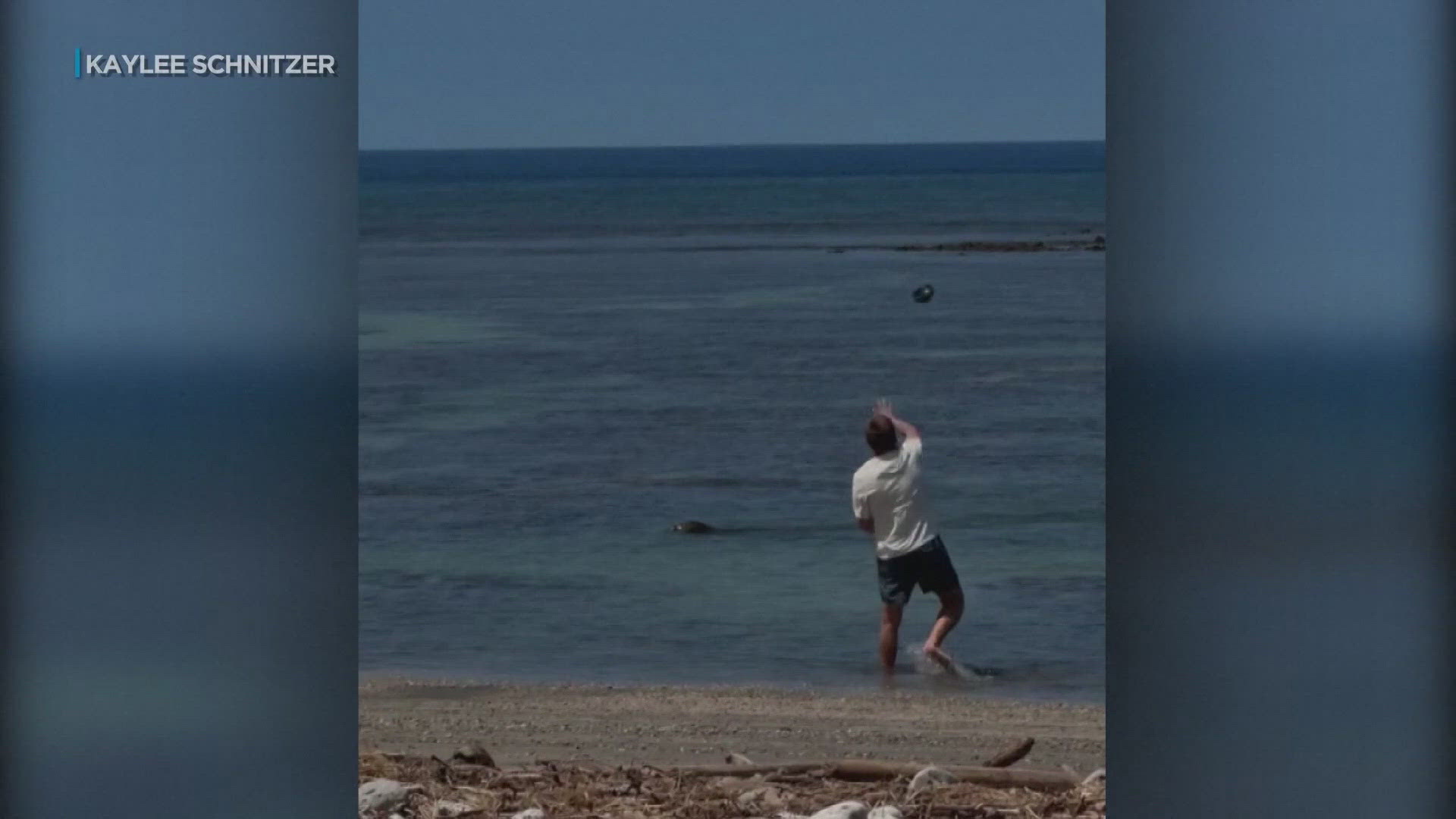 Covington man accused of throwing rock at seal to appear in court today