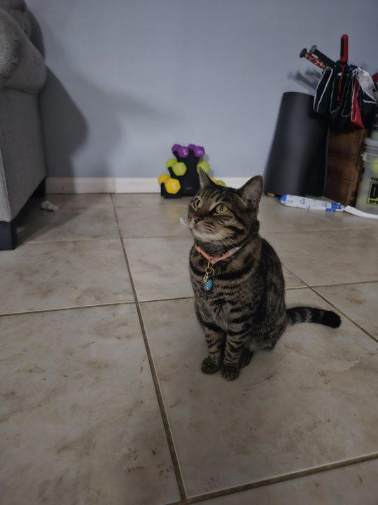 Video shows Amazon driver taking pet cat, family seeks answers
