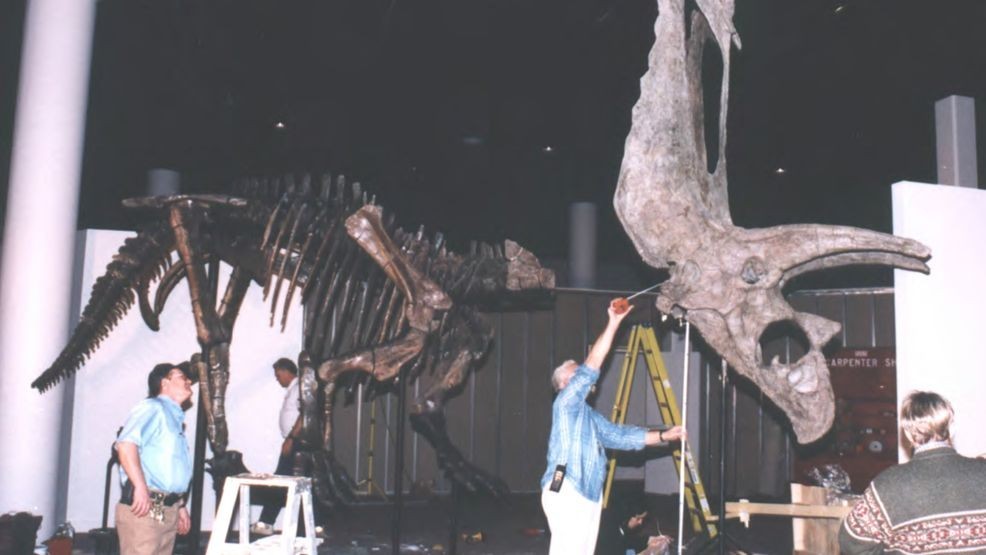Record-breaking Pentaceratops skull to go on display at Sam Noble Museum
